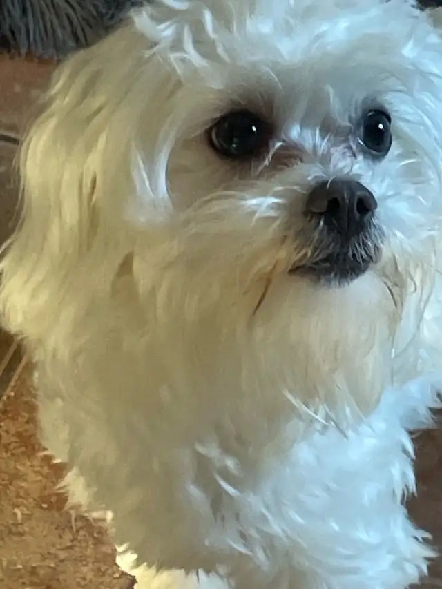 Beautiful Maltese Pups female and males | Dogs & Puppies for Rehoming ...