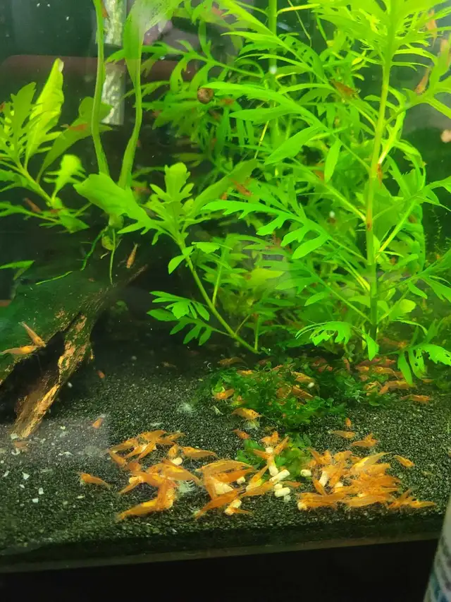 colonie crevette rouge 100 crevette | Fish for Rehoming | West Island ...