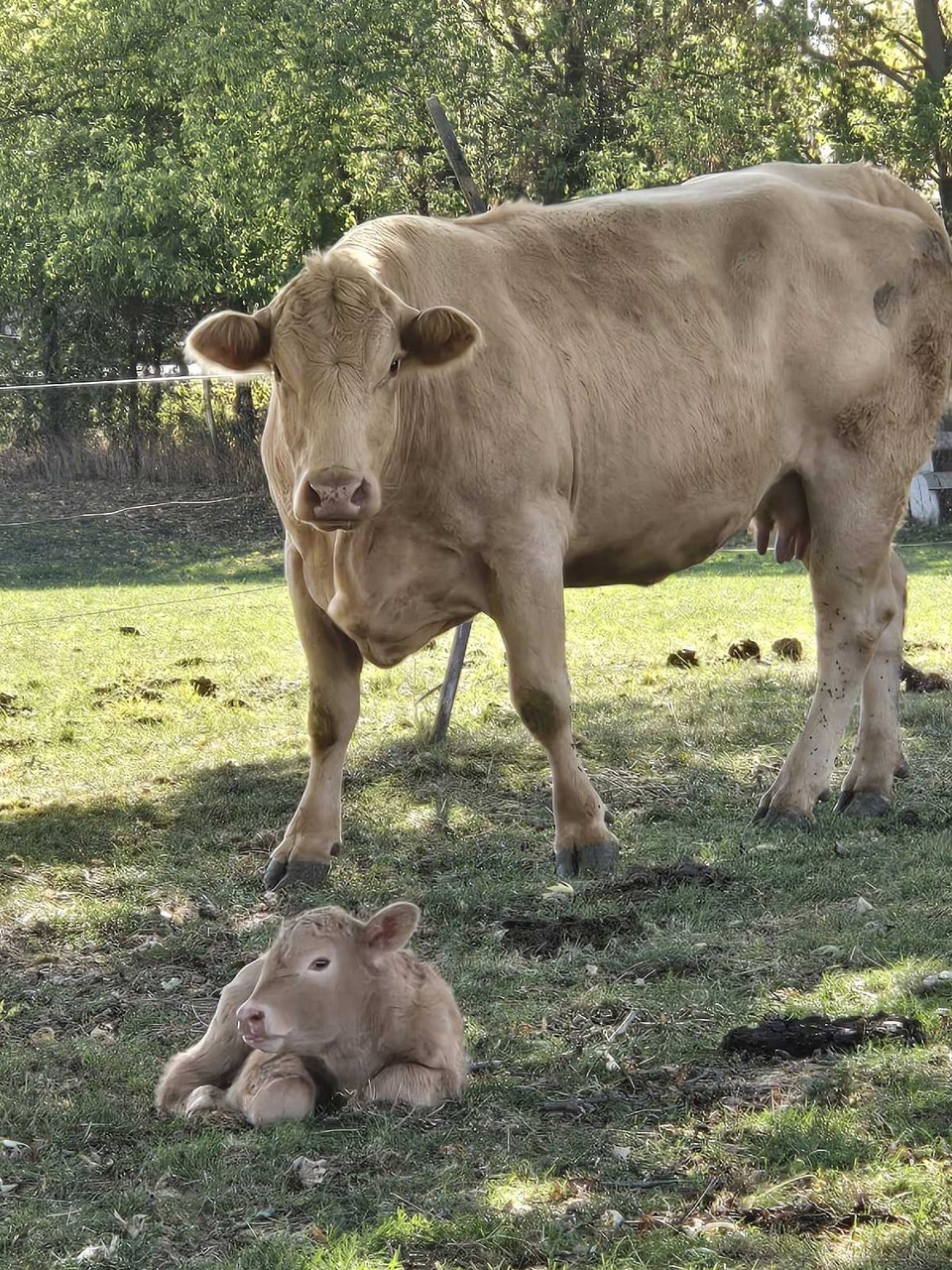 3 NICE YOUNG LIMO BLONDE CROSS COWS | Livestock | Norfolk County | Free ...