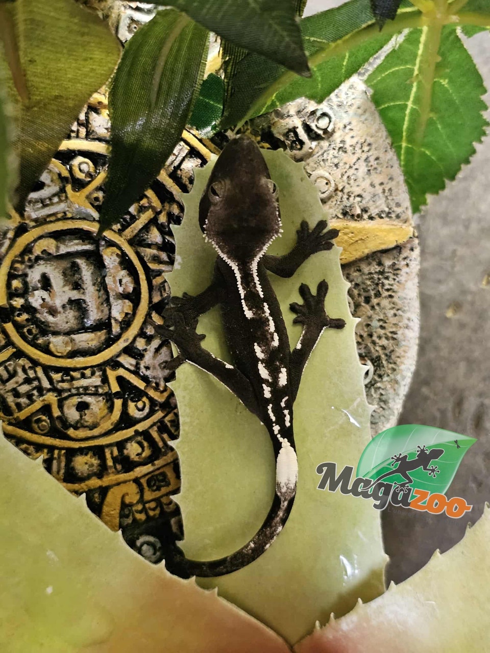 Gecko à crête Axanthic Bébé | Reptiles & Amphibians for Rehoming | City ...