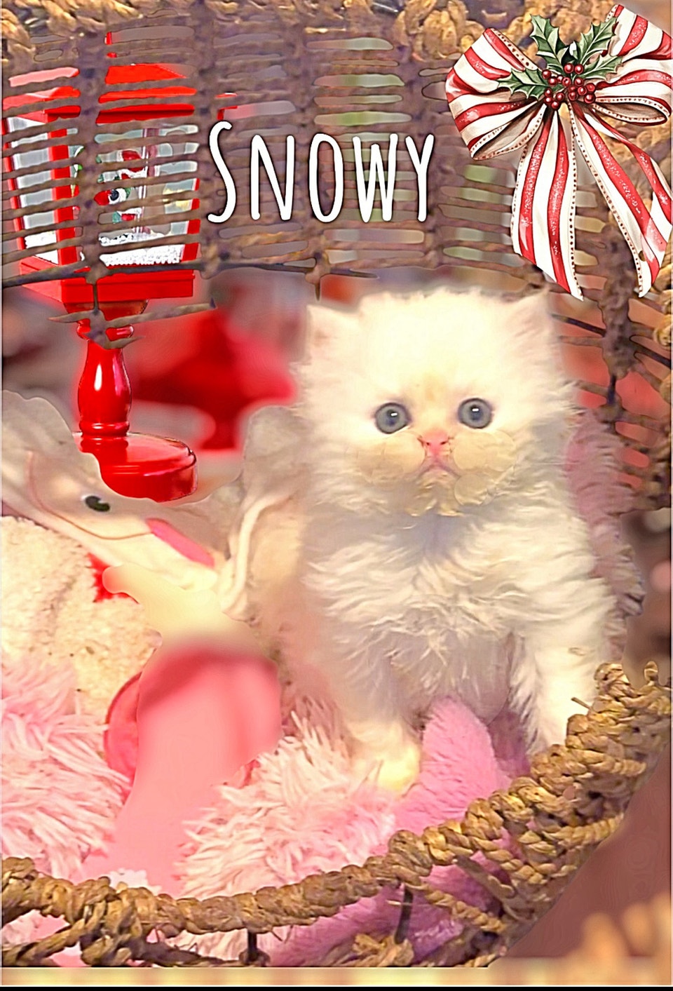 Pretty face Persian kittens (doll like features ) | Cats & Kittens for ...