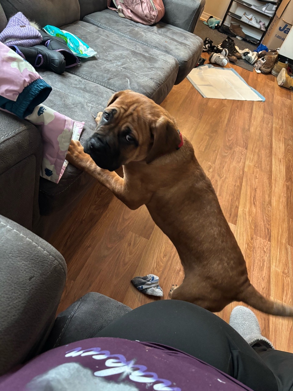 cane corso cross Mastiff | Dogs & Puppies for Rehoming | Prince Albert ...