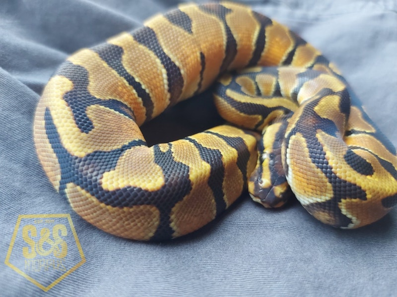 2022 male enchi yellowbelly blade 100% het clown ball python | Reptiles ...