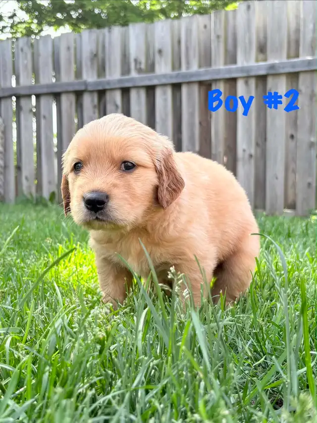 GOLDEN RETRIEVER PUPPIES | Dogs & Puppies for Rehoming | Barrie | Free ...