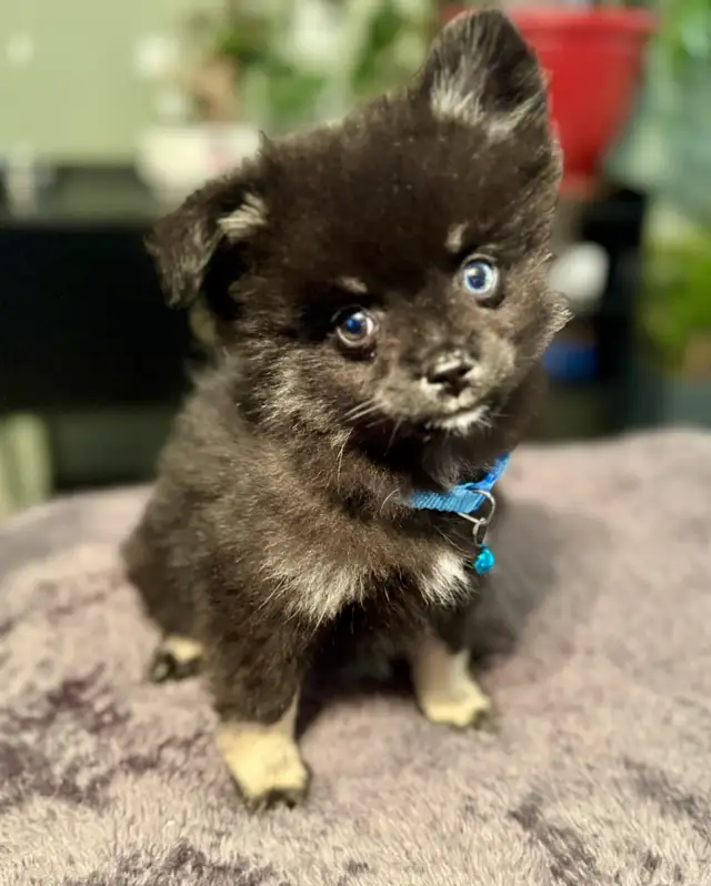 Pomsky F4 mini micro | Dogs & Puppies for Rehoming | Longueuil / South ...