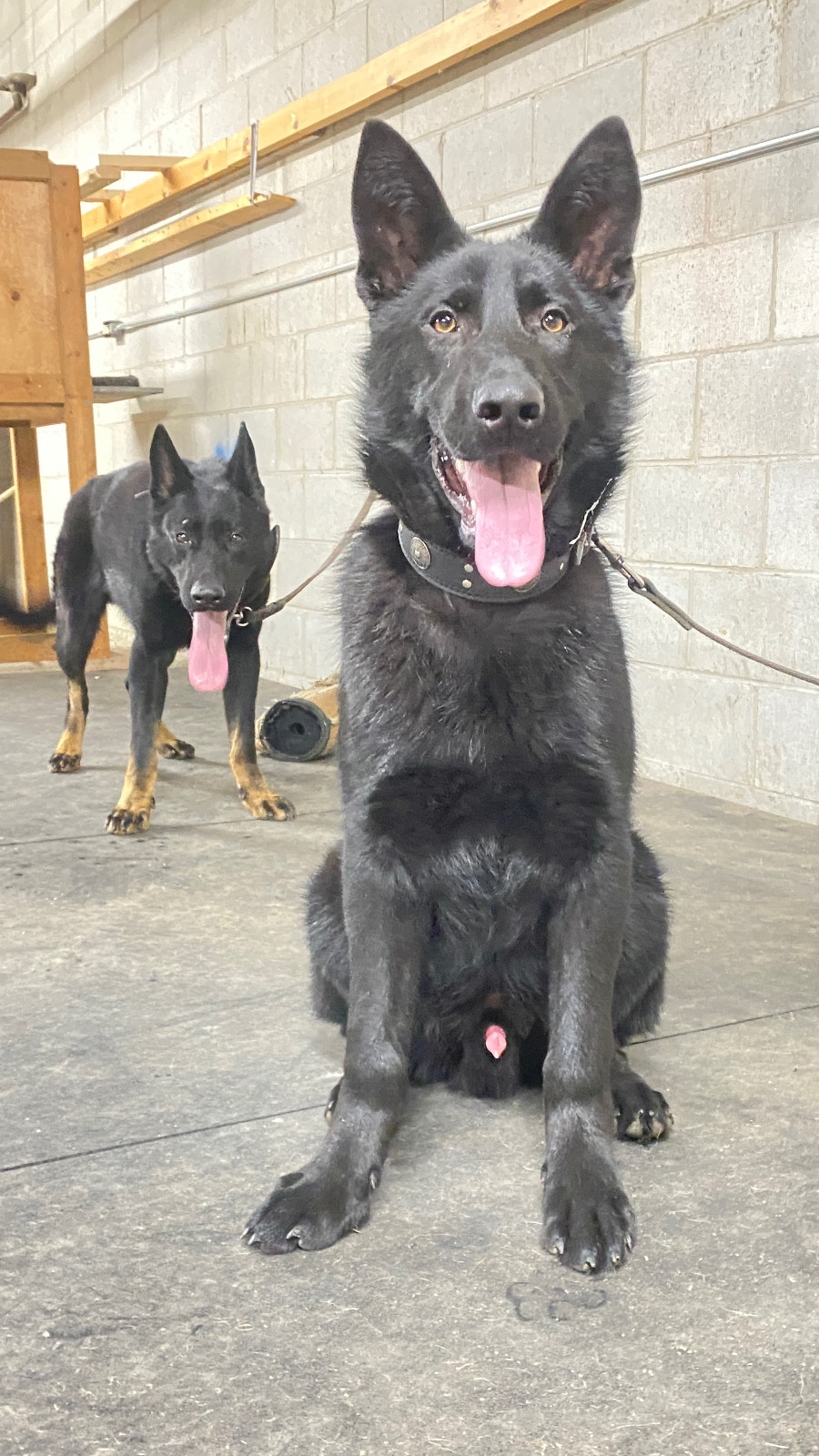 REDUCED German Shepherd dogs. Solid black males | Dogs & Puppies for ...