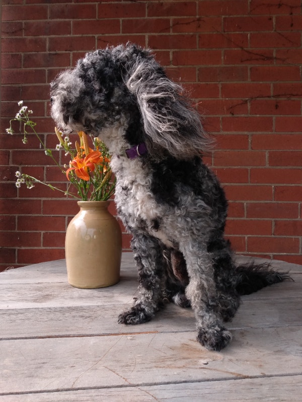 Blue Merle Cockapoo Male 1 Year Old Farm raised | Dogs & Puppies for ...
