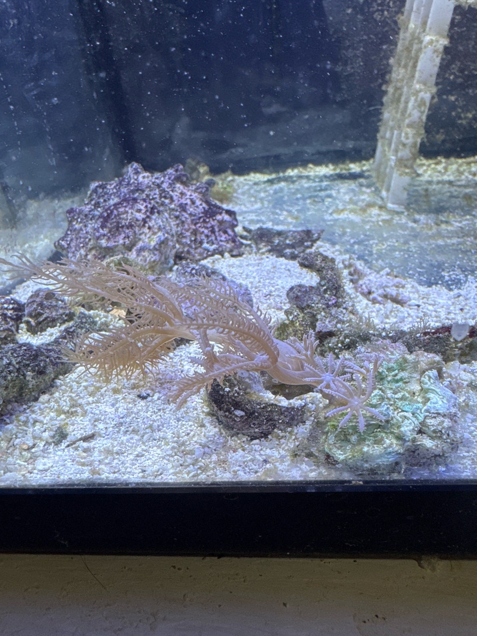 BOXING DAY SALE waving hand anthelia soft coral | Fish for Rehoming ...