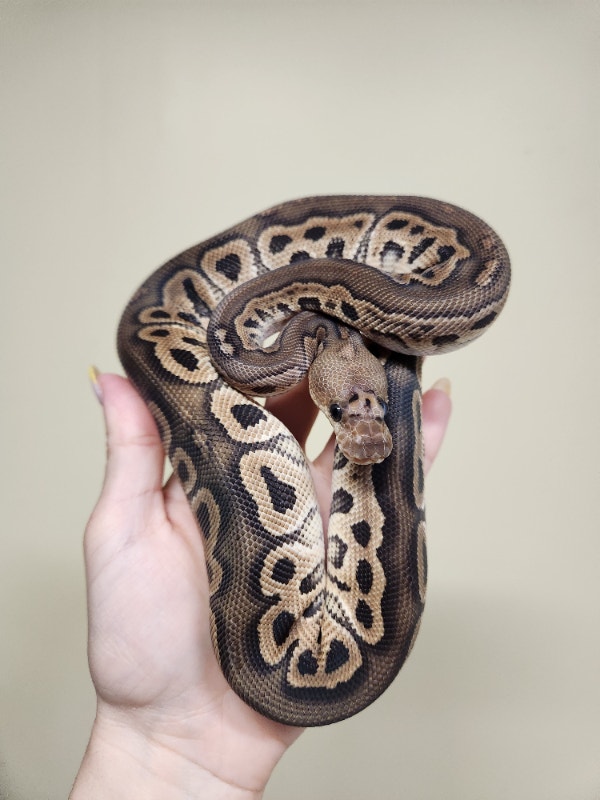 REDUCED PRICES! Ball Python Hatchlings for Sale! | Reptiles ...