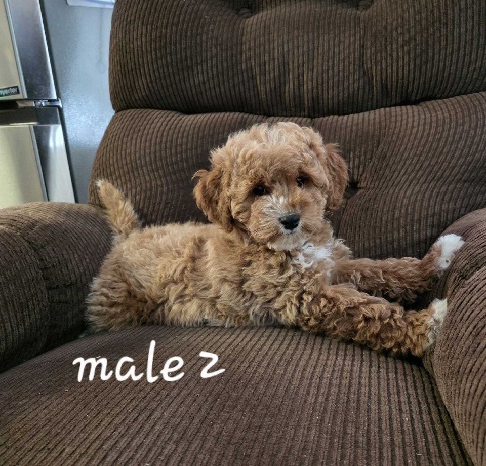Cockapoo puppies | Dogs & Puppies for Rehoming | Norfolk County | Free ...
