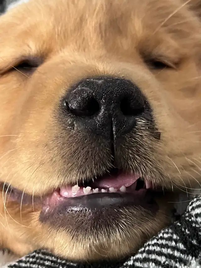 Adorable Golden Retriever Puppies Available | Dogs & Puppies for ...