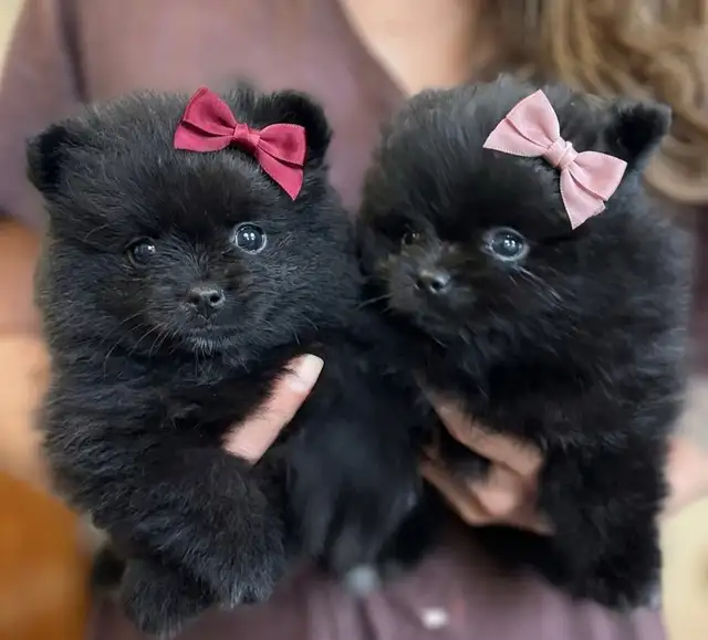 TEDDY BEAR FACED POMERANIAN PUPPIES IN THE GTA - VISIT NOW OPEN | Dogs ...