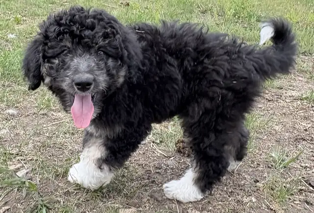 Non shedding Springer Doodles | Dogs & Puppies for Rehoming | Calgary ...