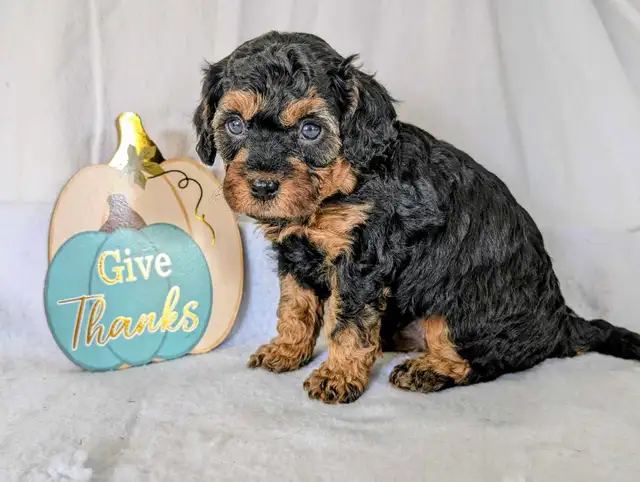F1B Cavapoo puppies ( HEALTH TESTED PARENTS !) | Dogs & Puppies for ...