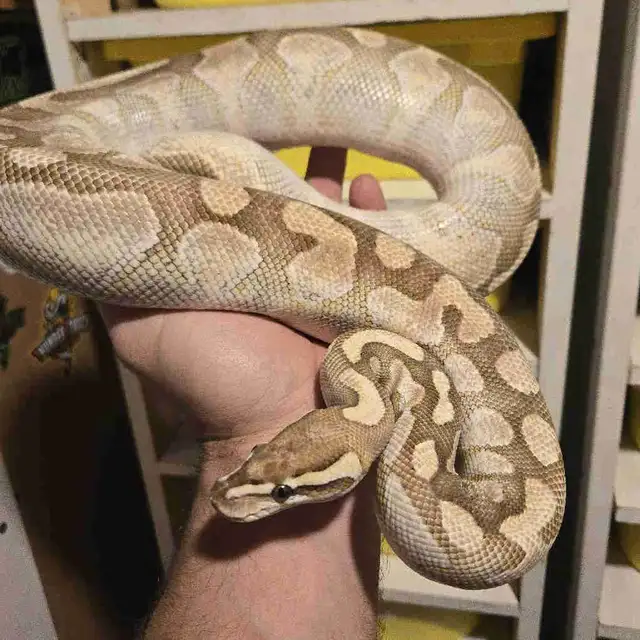 Ball Python For Rehoming | Reptiles & Amphibians for Rehoming | Calgary | Free local classifieds ...