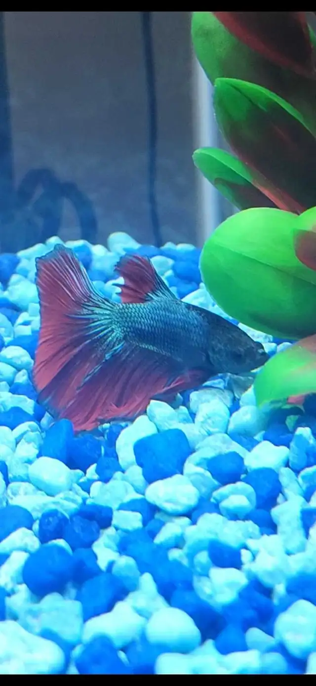 Betta Fish - Male | Fish for Rehoming | City of Toronto | Free local ...