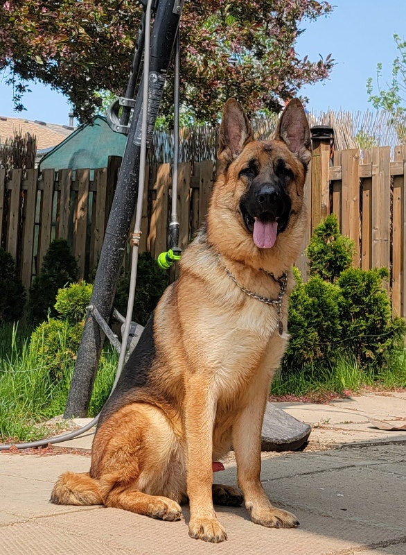 11 Months CKC Male German Shepherd Dog | Dogs & Puppies for Rehoming ...
