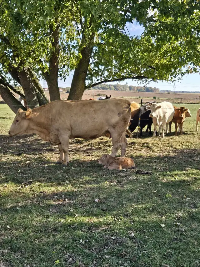 3 NICE YOUNG LIMO BLONDE CROSS COWS | Livestock | Norfolk County | Free ...