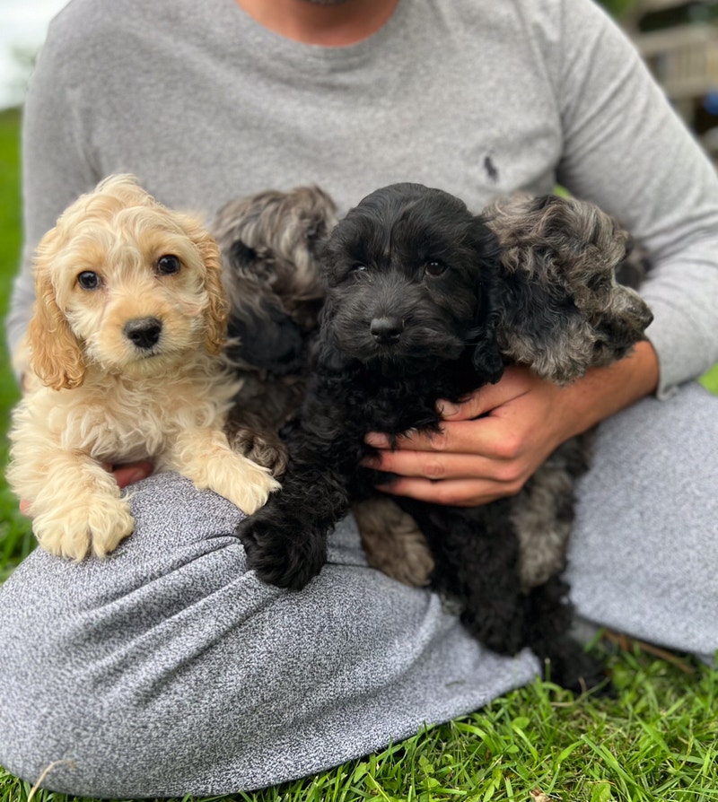 Triple vaccinated cockapoo with health guarantee | Dogs & Puppies for ...