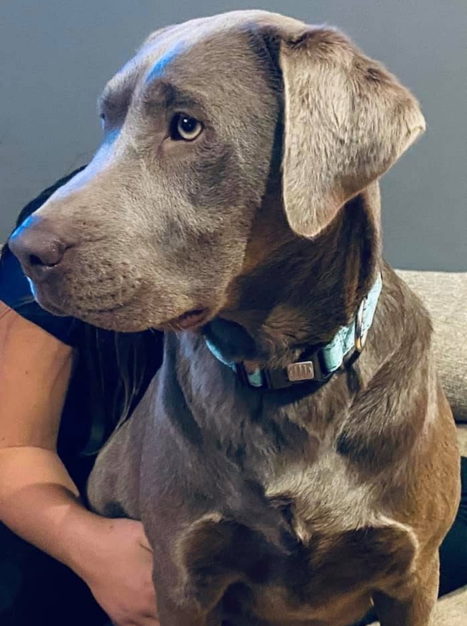 Silver and Charcoal Lab | Dogs & Puppies for Rehoming | Kitchener ...