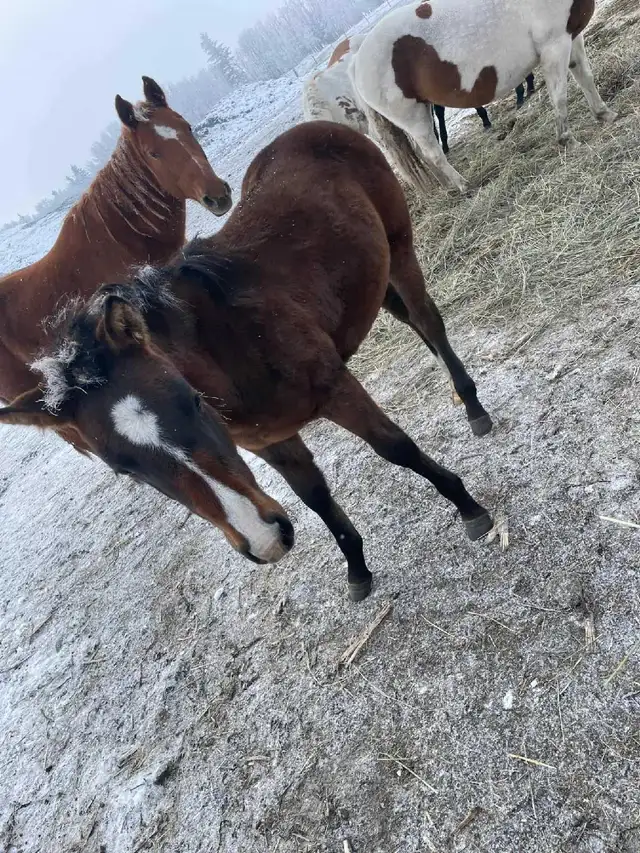 2025 grade paint filly | Horses & Ponies for Rehoming | Lloydminster ...