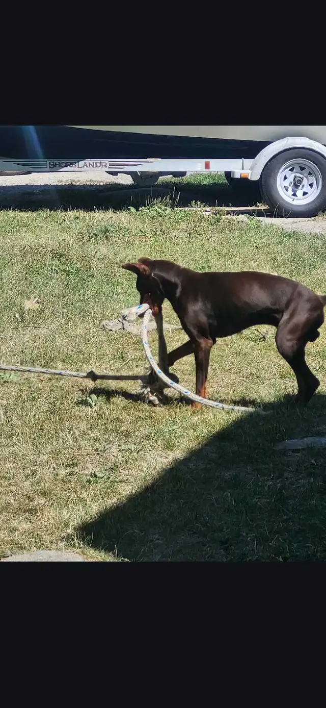 Rottweiler Mix Puppies | Dogs & Puppies for Rehoming | Pembroke | Free ...
