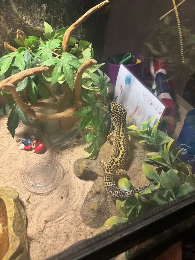 Gecko avec vivarium | Reptiles & Amphibians for Rehoming | City of ...