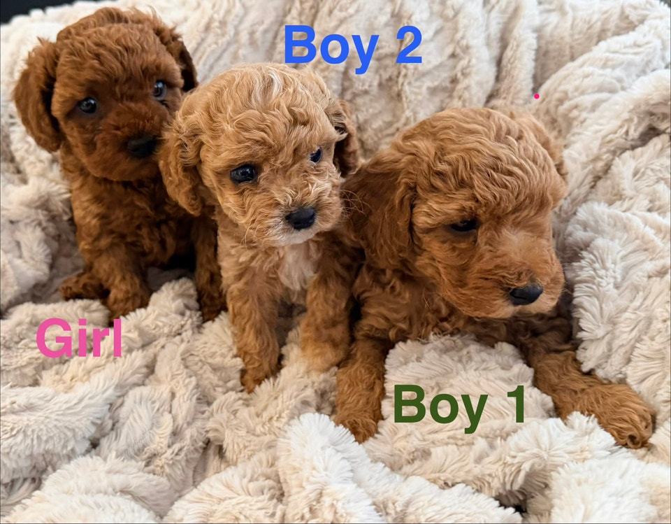 Toy Poodle Puppies | Dogs & Puppies for Rehoming | Cambridge | Free ...