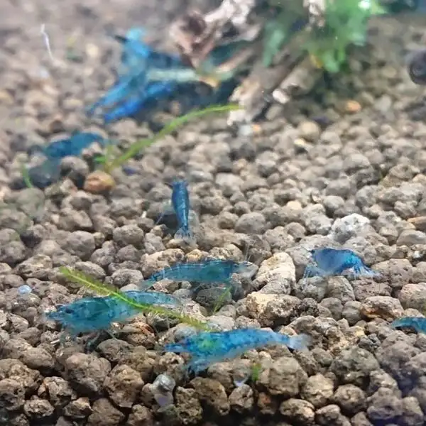 Blue Shrimp Aquarium Neocaridina.. | Fish for Rehoming | City of ...