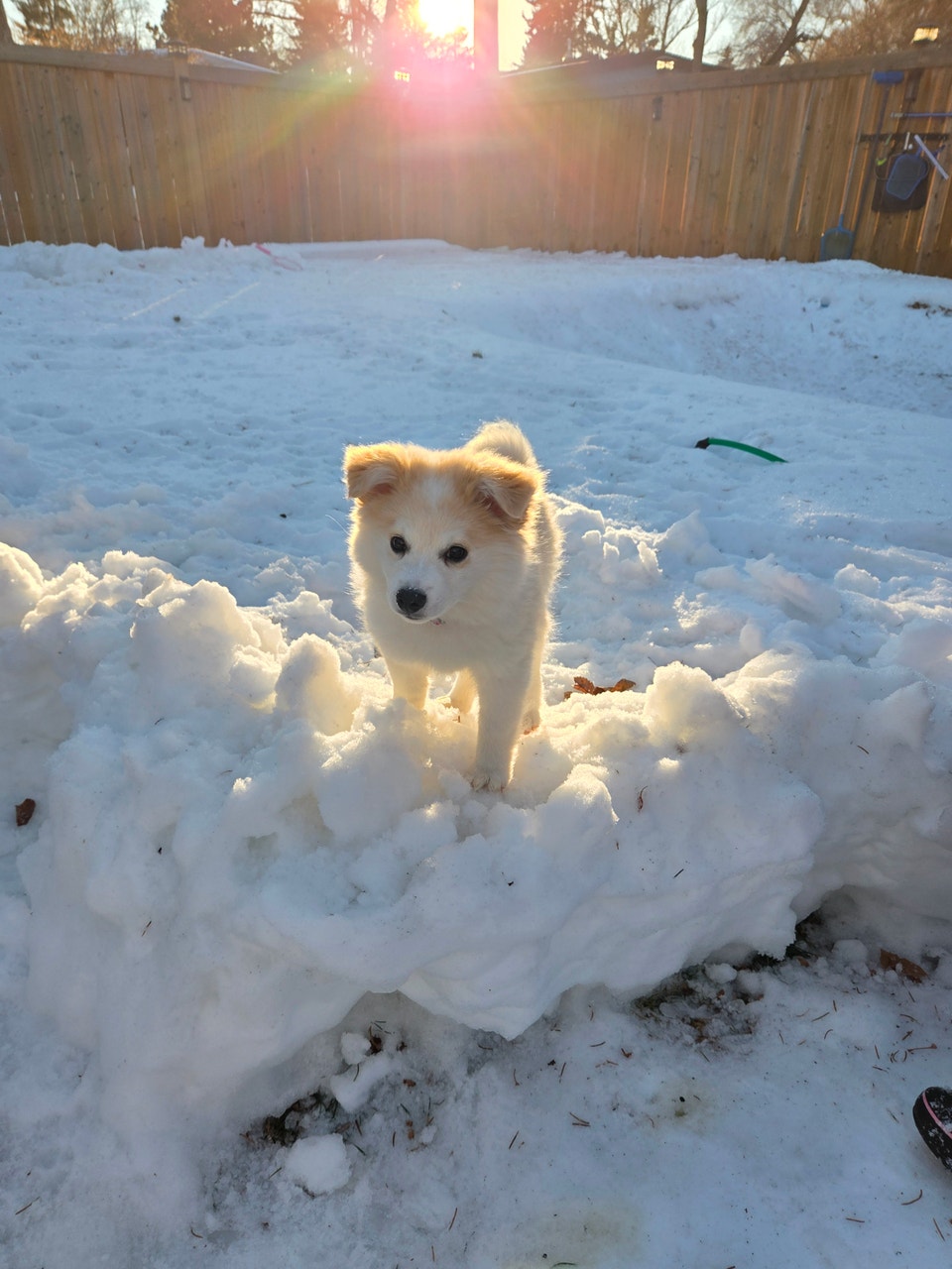 Mini american eskimo/ Australian shepherd P | Dogs & Puppies for ...