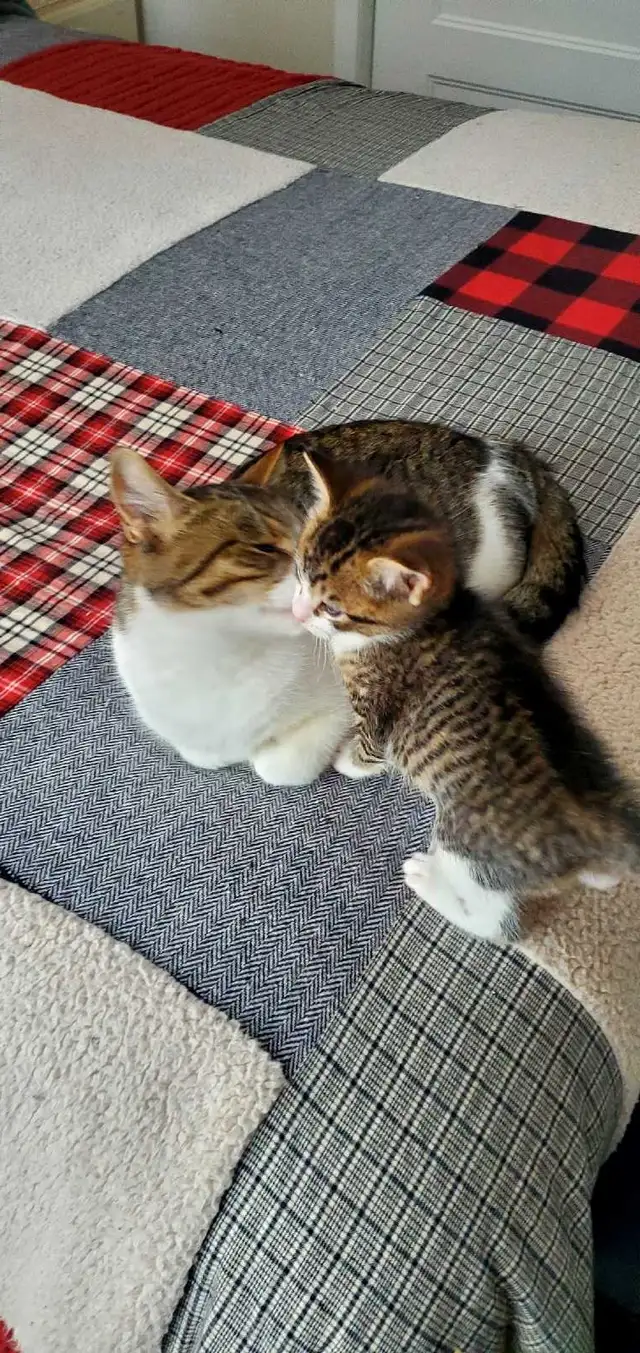 Chaton et chatte cherche famille de cœur | Cats & Kittens for Rehoming ...