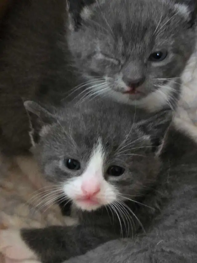 Need a good cat nap? | Cats & Kittens for Rehoming | Summerside | Free ...