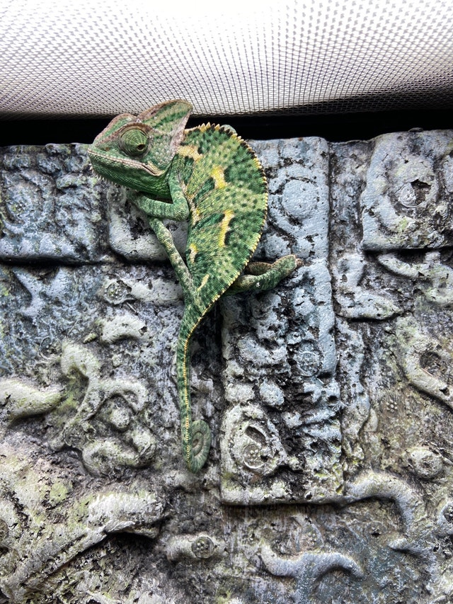 Chameleon veiled | Reptiles et amphibiens à adopter | Ville de Montréal ...