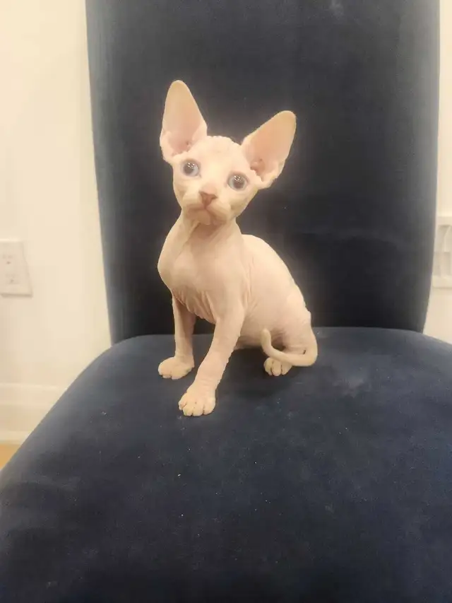 Sphynx Kitten & Boy | Cats & Kittens for Rehoming | Oakville / Halton ...