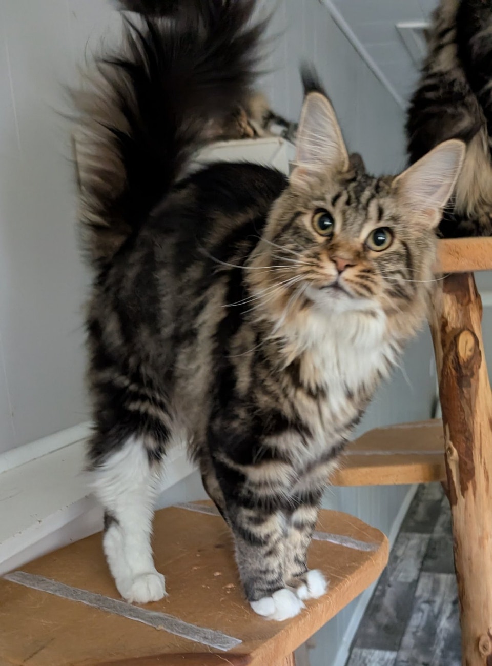 Maine coon kitten | Cats & Kittens for Rehoming | Moncton | Free local ...