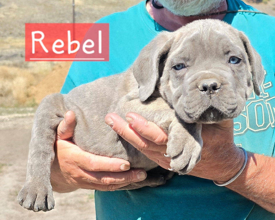 Xman world champion blood Cane Corso puppies | Dogs & Puppies for ...