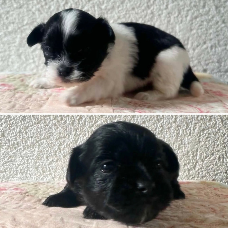 Small breed hypoallergenic companions | Dogs & Puppies for Rehoming ...