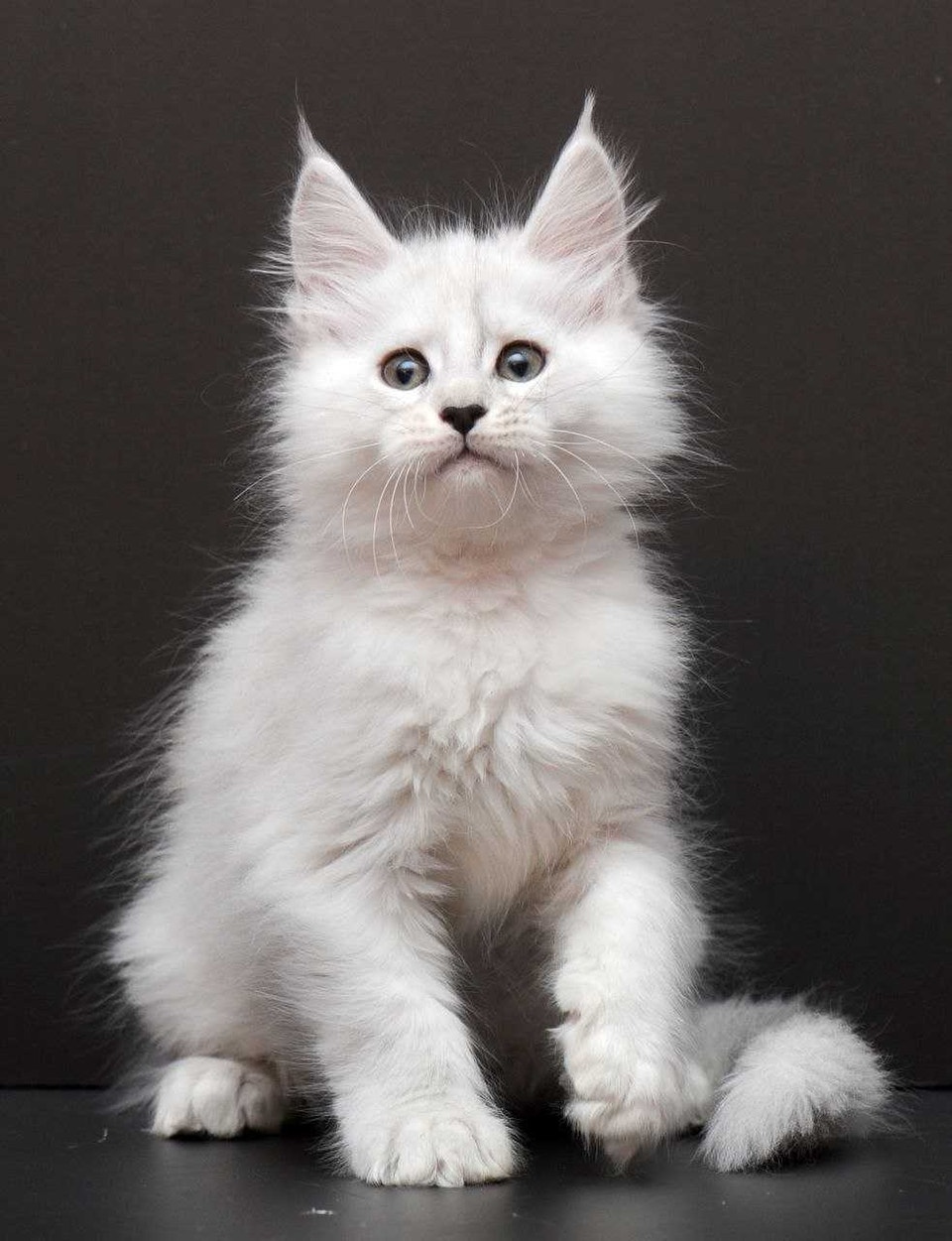 DUNCAN MACLEOD- GORGEOUS BLUE SHADED MAINE COON male (WCF) read! | Cats ...