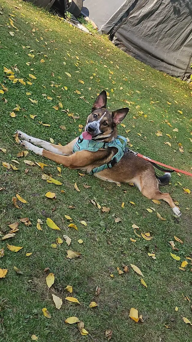 2 yr old female border collie/king Shepard mix for re-homing. | Dogs ...