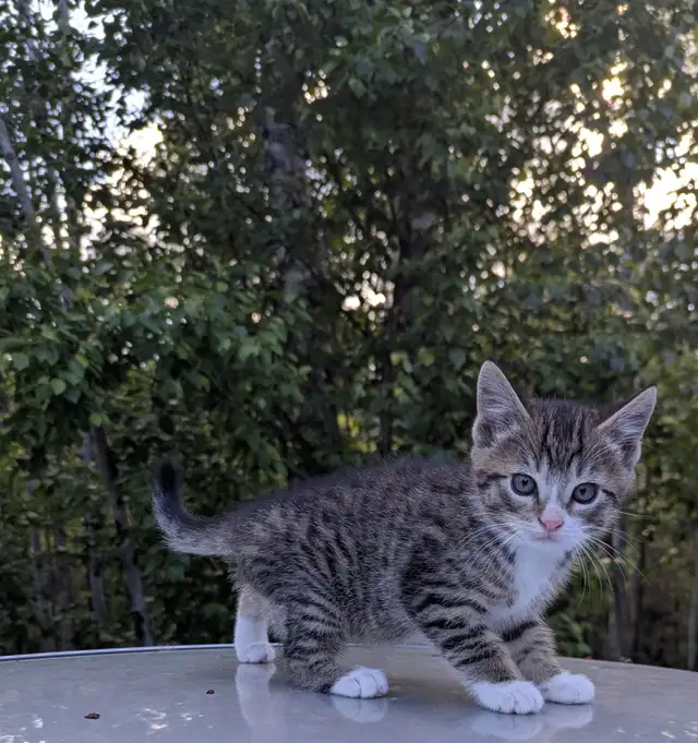 Kittens-Pending | Cats & Kittens for Rehoming | Quesnel | Free local ...