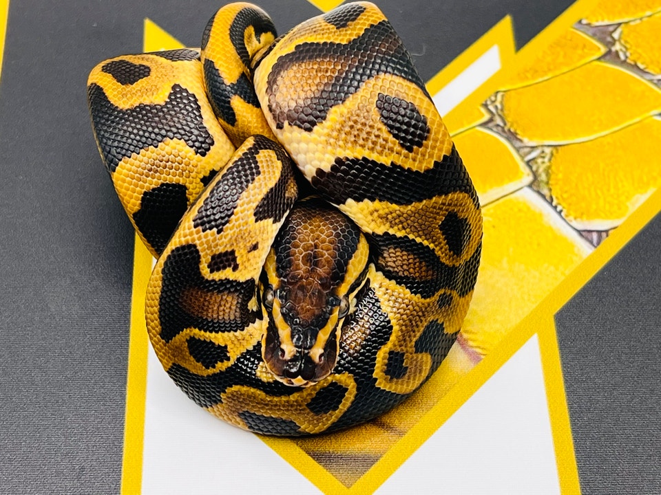 1.0 Leopard Het Ultramel 66% Het Clown 50% DH Hypo Pied | Reptiles ...