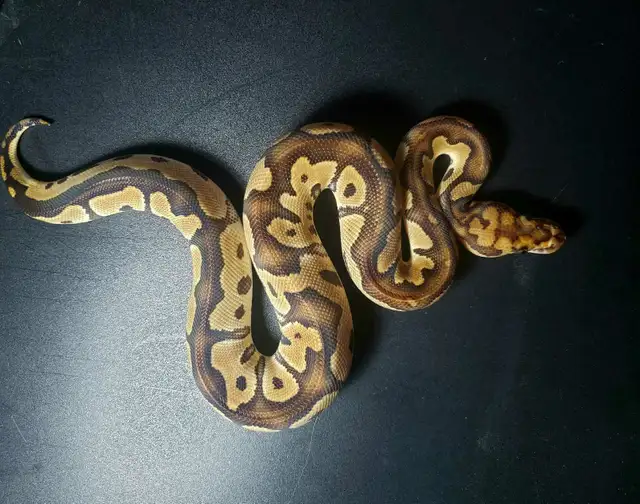 clown combos ball python | Reptiles & Amphibians for Rehoming | City of ...