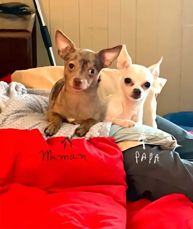 Chihuahua merle 4. à 6 Lbs pur race | Dogs & Puppies for Rehoming | St ...