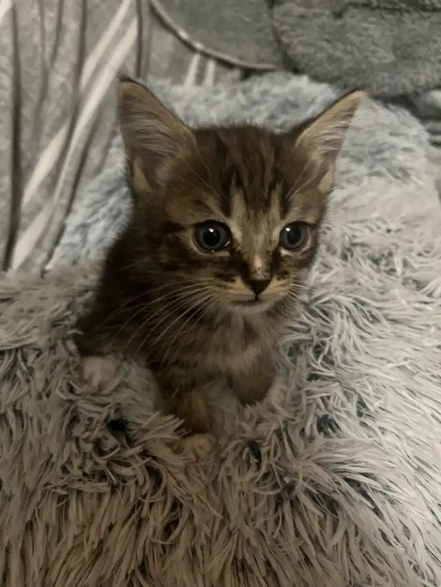 2 Maine coon x Russian blue kittens | Cats & Kittens for Rehoming ...