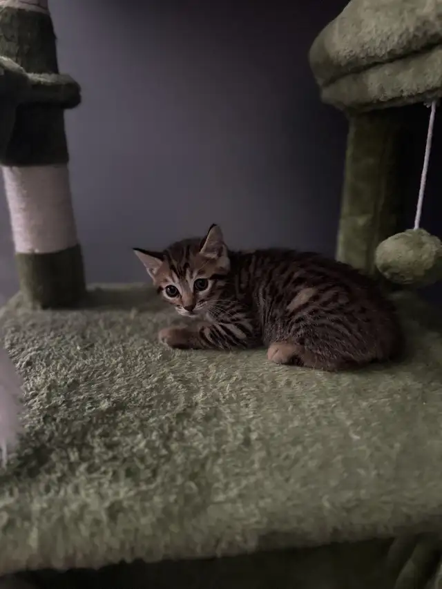 chatons prêt à partir | Cats & Kittens for Rehoming | Longueuil / South ...