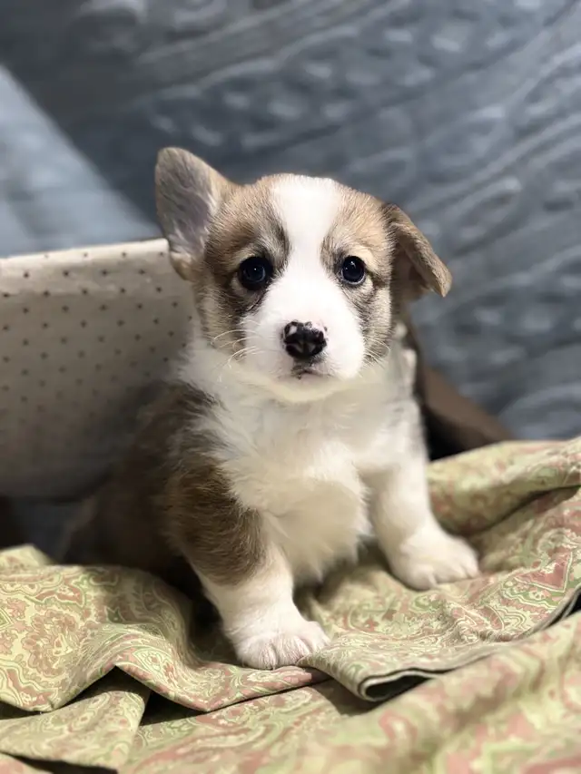 Corgi Welsh Pembroke | Dogs & Puppies for Rehoming | Lanaudière | Free ...