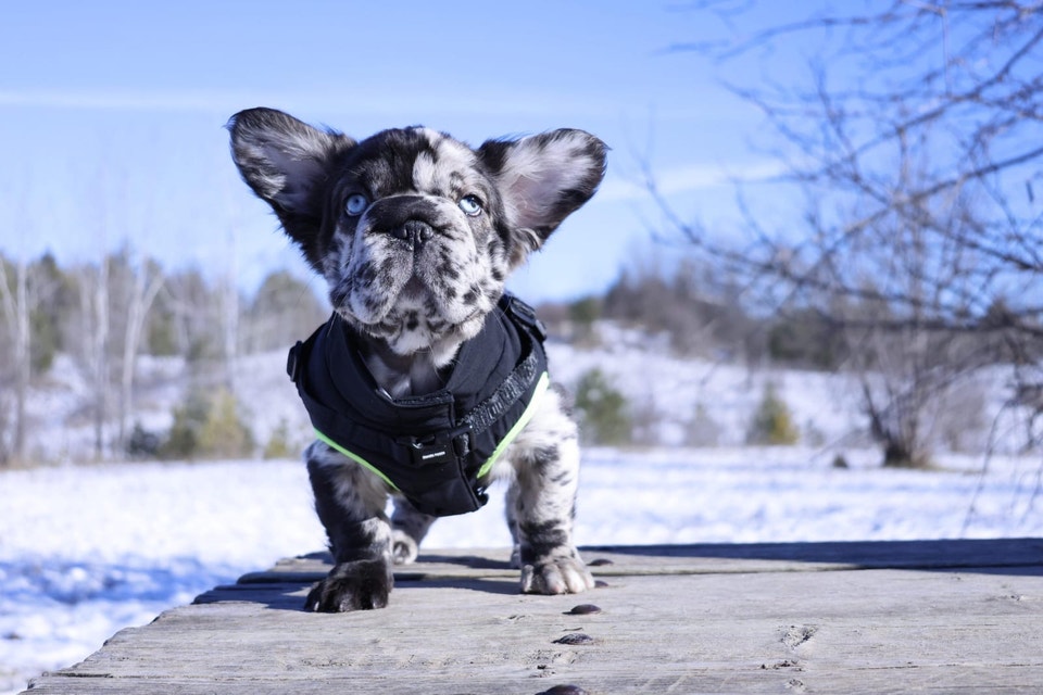 Visible Fluffy French Bulldog Puppies! | Dogs & Puppies for Rehoming ...