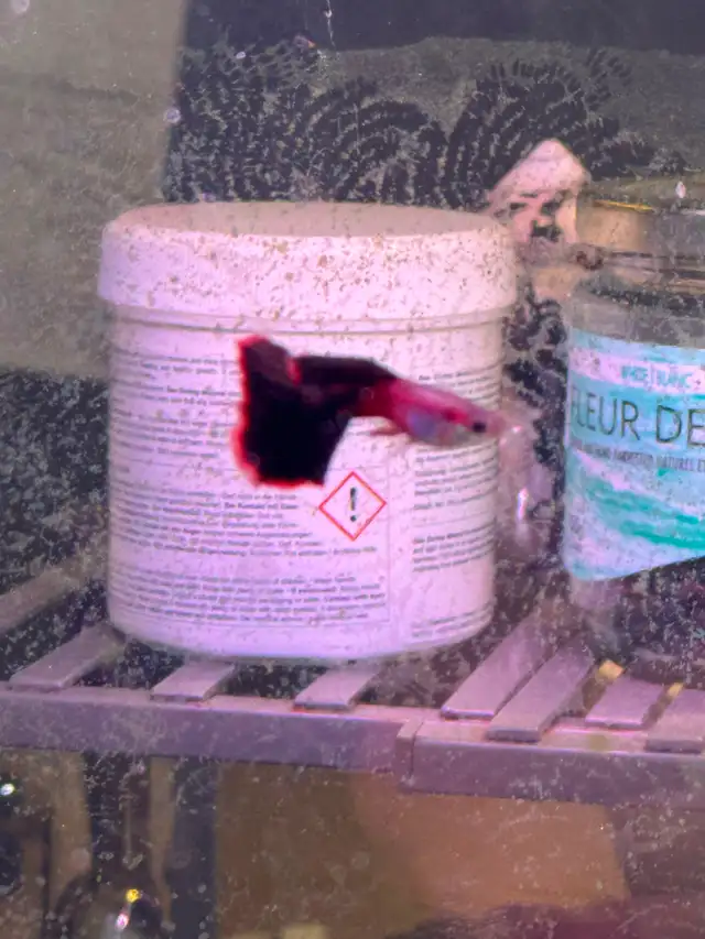 AAA grade red Mahogany guppies for sale in Scarborough | Fish for ...