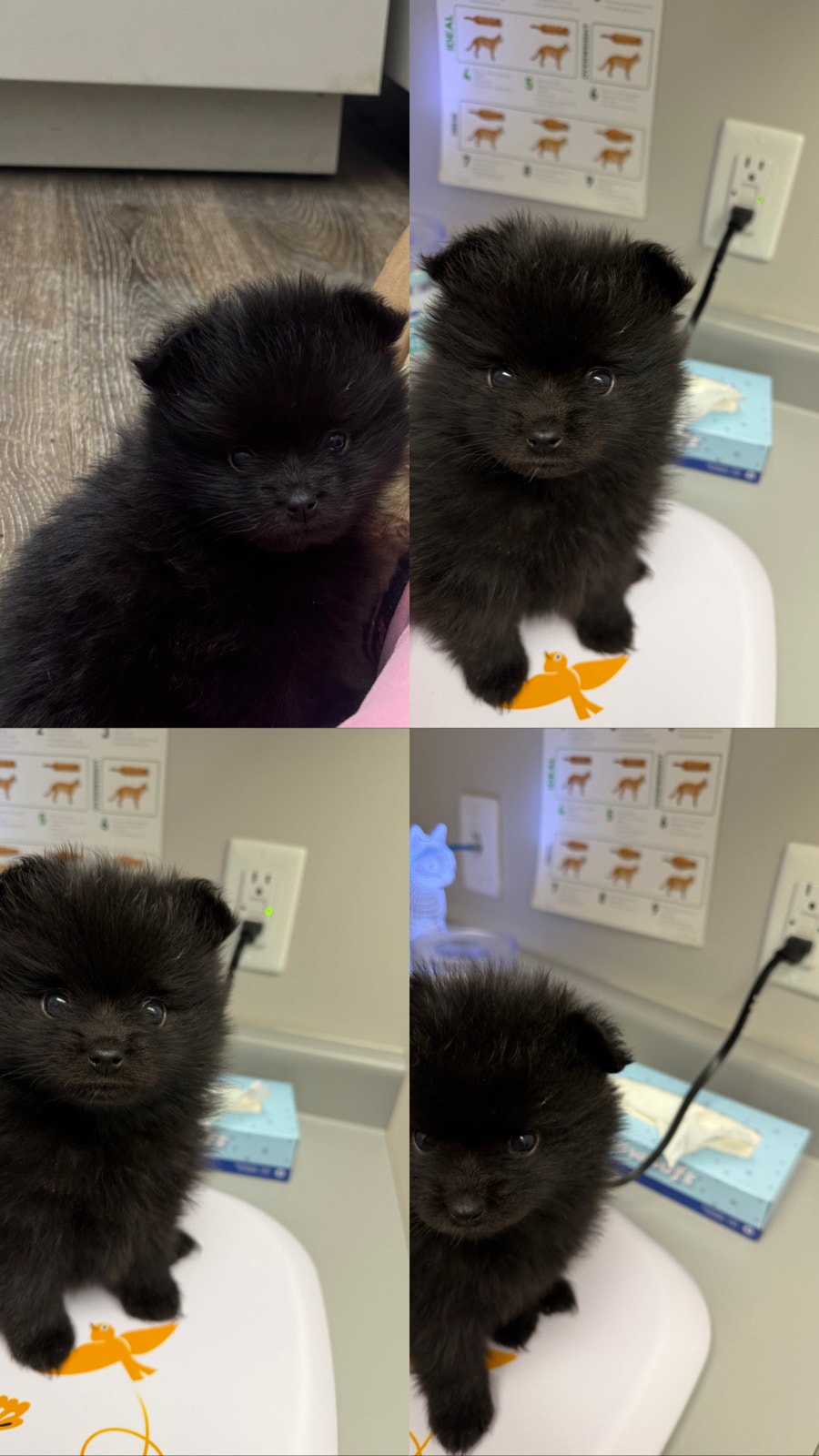 Pomeranian puppys | Dogs & Puppies for Rehoming | Hamilton | Free local ...