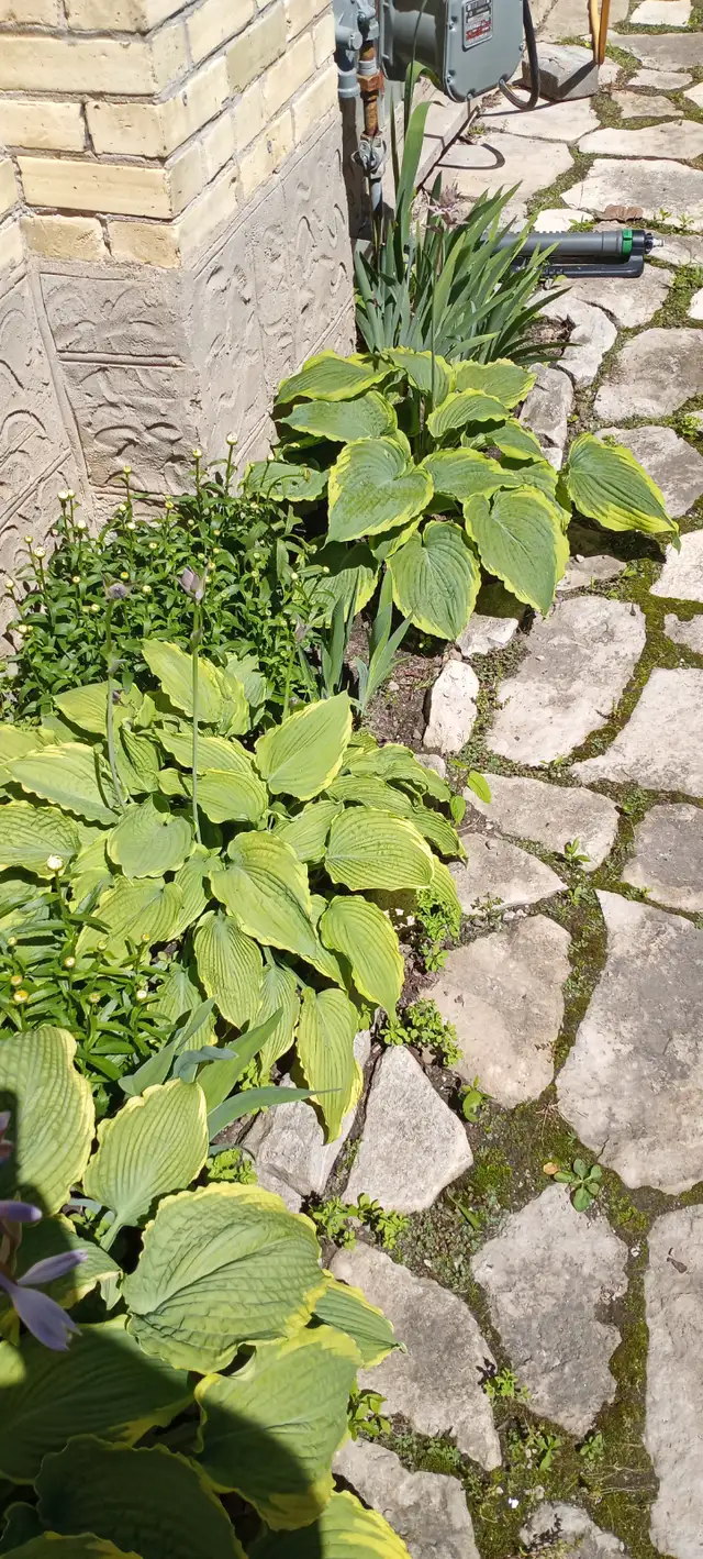 hostas - large variegated hostas | Plants, Fertilizer & Soil ...